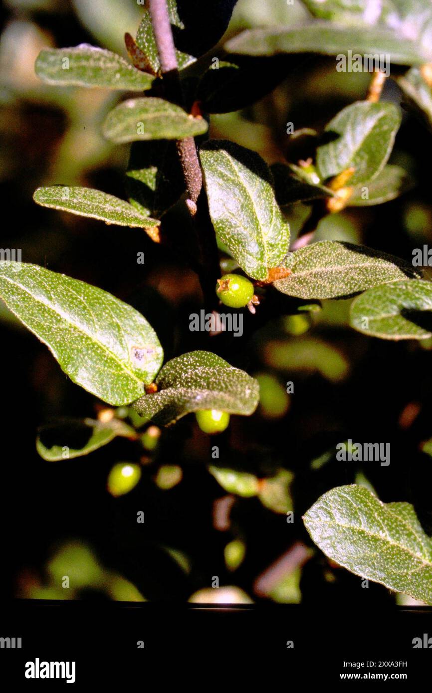 Canadian buffalo-berry (Shepherdia canadensis) Plantae Stock Photo - Alamy