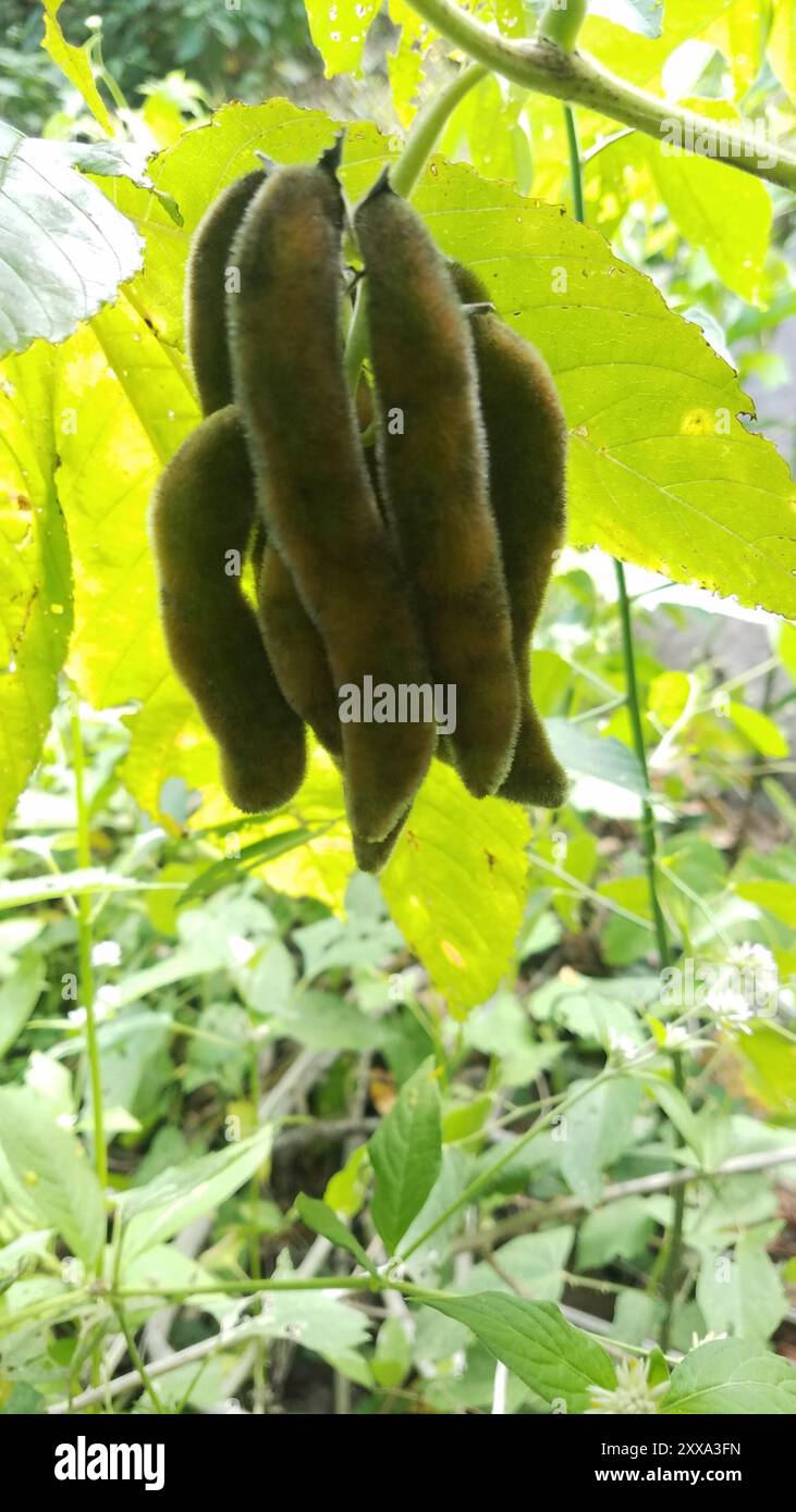 Phaseoleae hi-res stock photography and images - Alamy