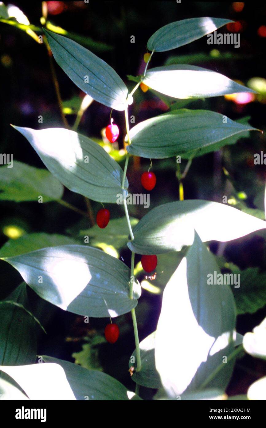 white twisted-stalk (Streptopus amplexifolius) Plantae Stock Photo - Alamy