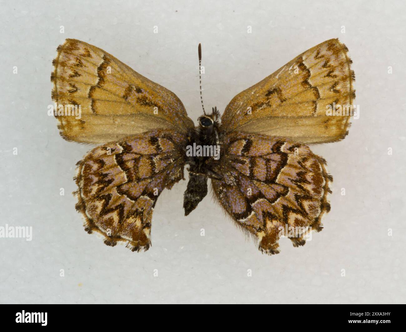 Western Pine Elfin (Callophrys eryphon) Insecta Stock Photo - Alamy