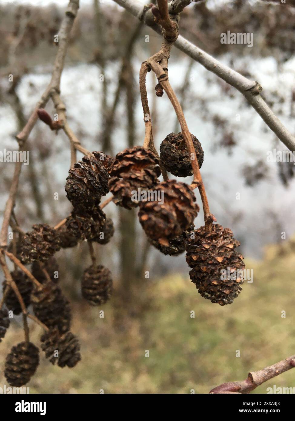 common alder (Alnus glutinosa) Plantae Stock Photo - Alamy