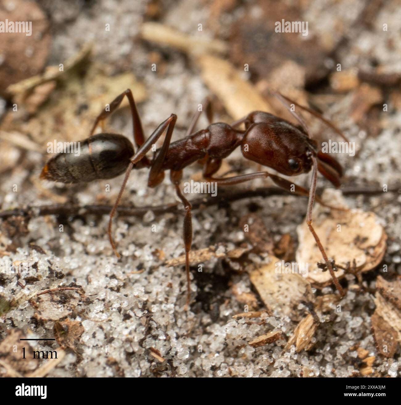 Florida Trap-jaw Ant (Odontomachus brunneus) Insecta Stock Photo - Alamy
