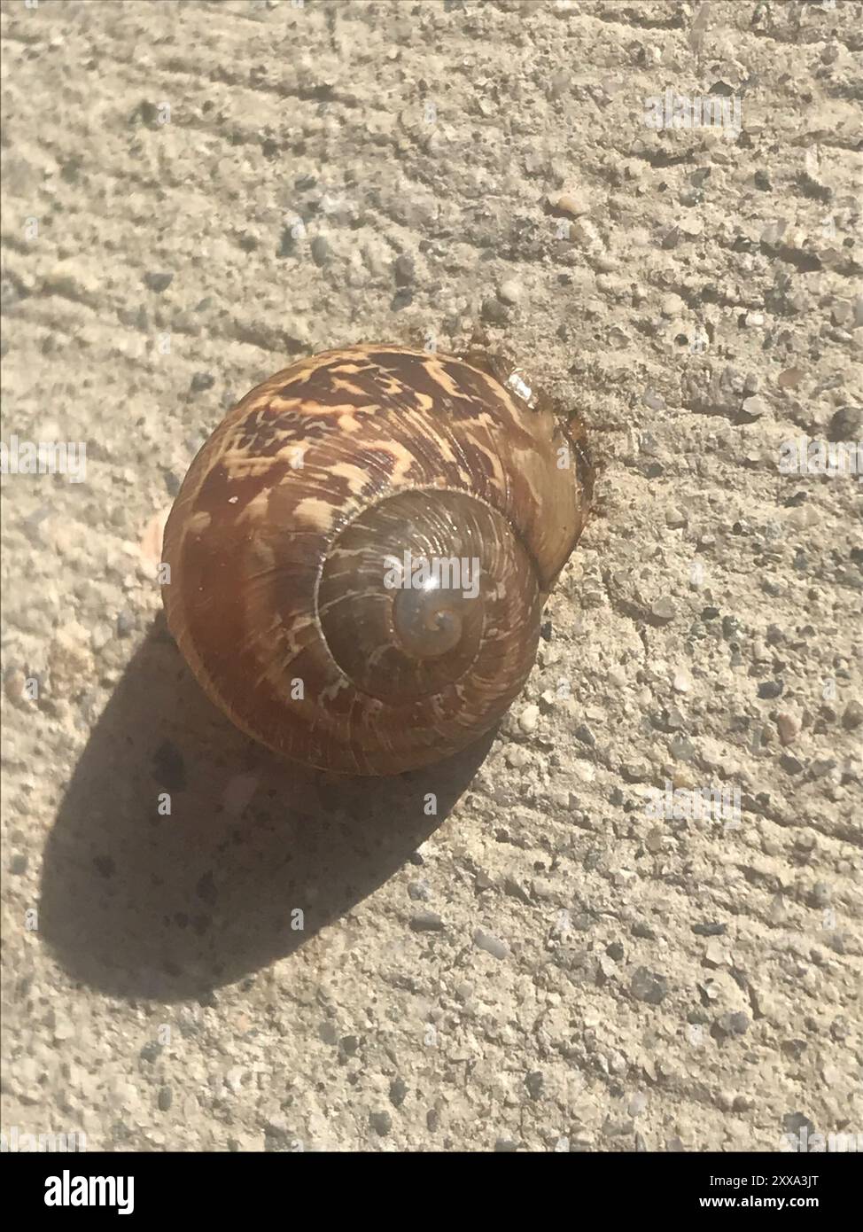 Helix Snails (Helicidae) Mollusca Stock Photo - Alamy
