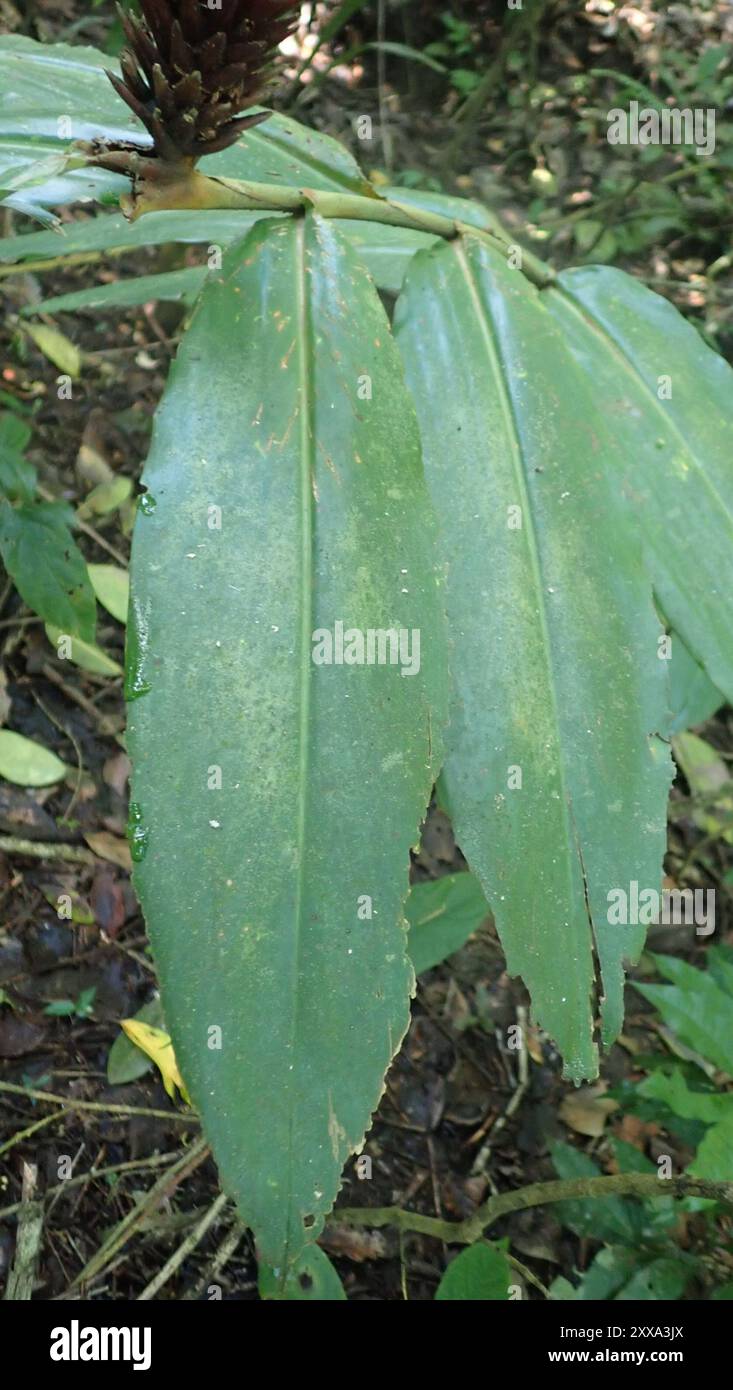 Renealmia cernua hi-res stock photography and images - Alamy