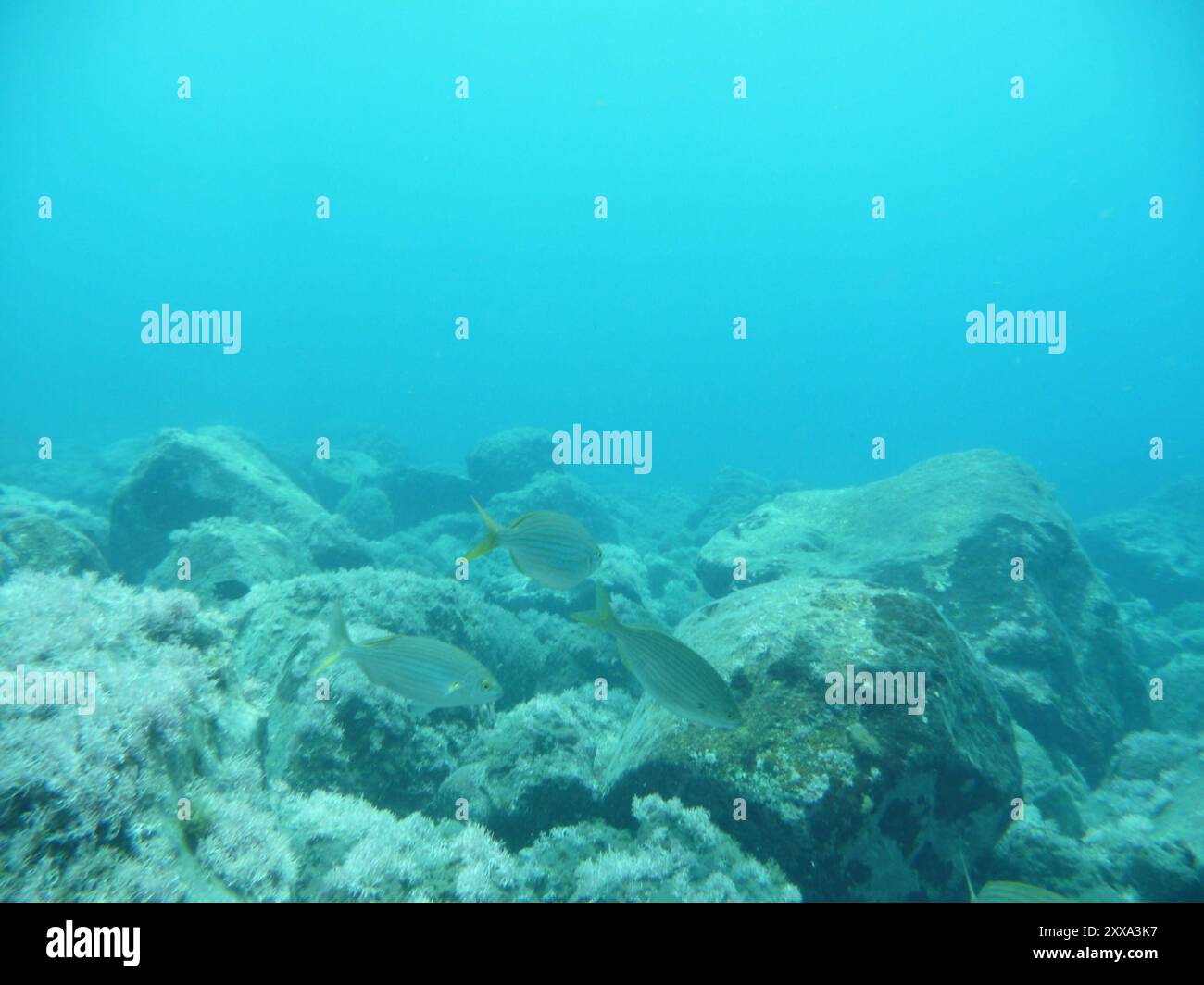 Salema Porgy (Sarpa salpa) Actinopterygii Stock Photo - Alamy