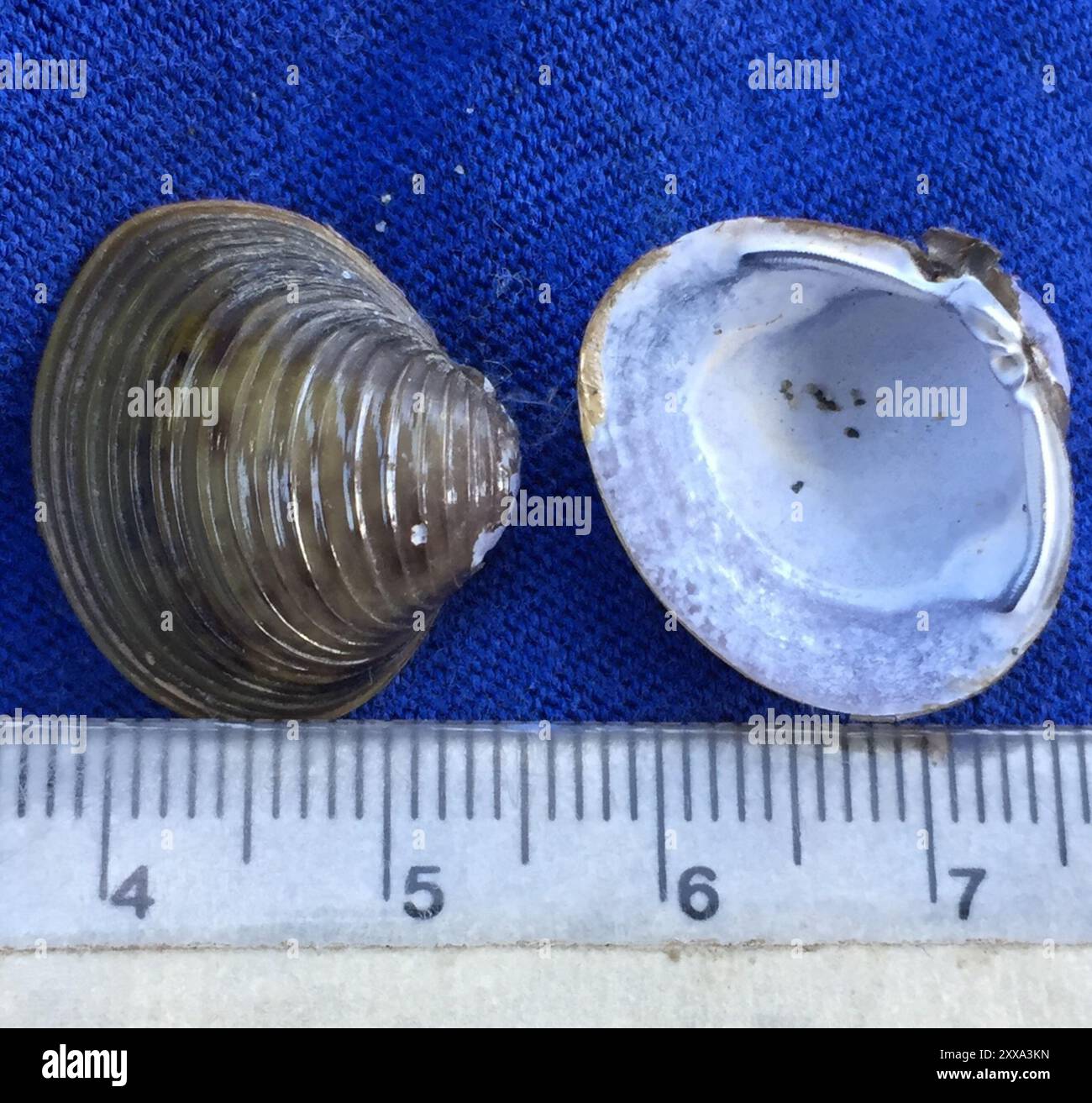 Asian Clam (Corbicula fluminea) Mollusca Stock Photo - Alamy