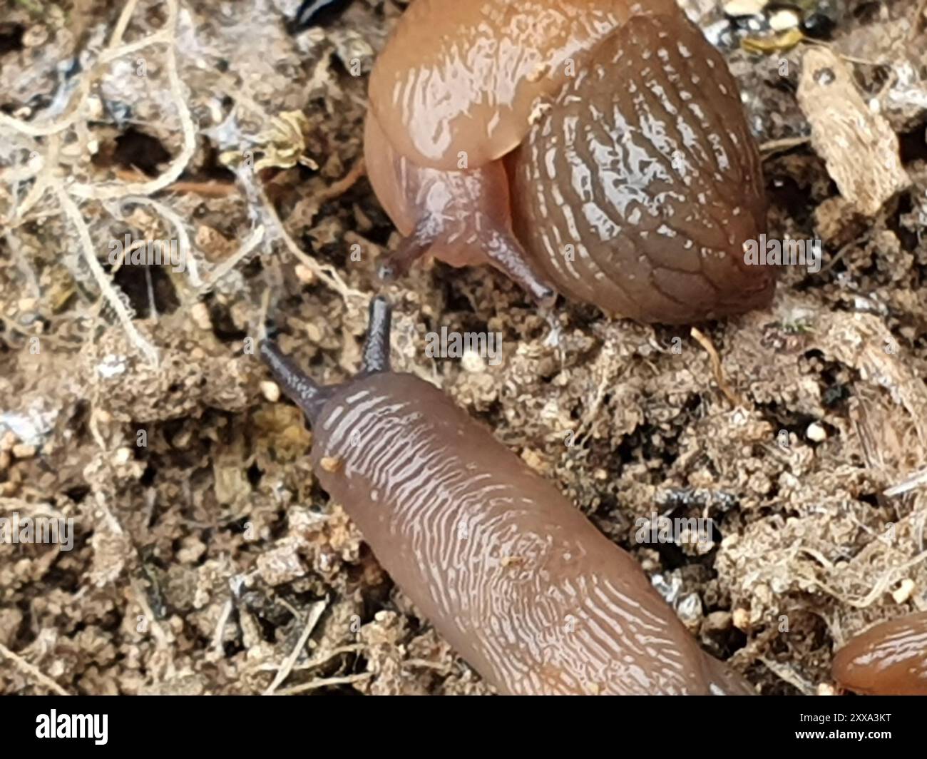 Smooth Land Slugs (Deroceras) Mollusca Stock Photo - Alamy