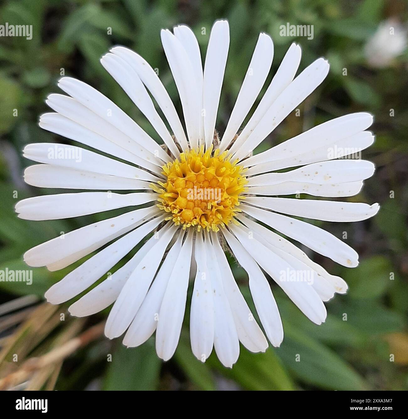 Cotton daisy (Celmisia spectabilis) Plantae Stock Photo - Alamy