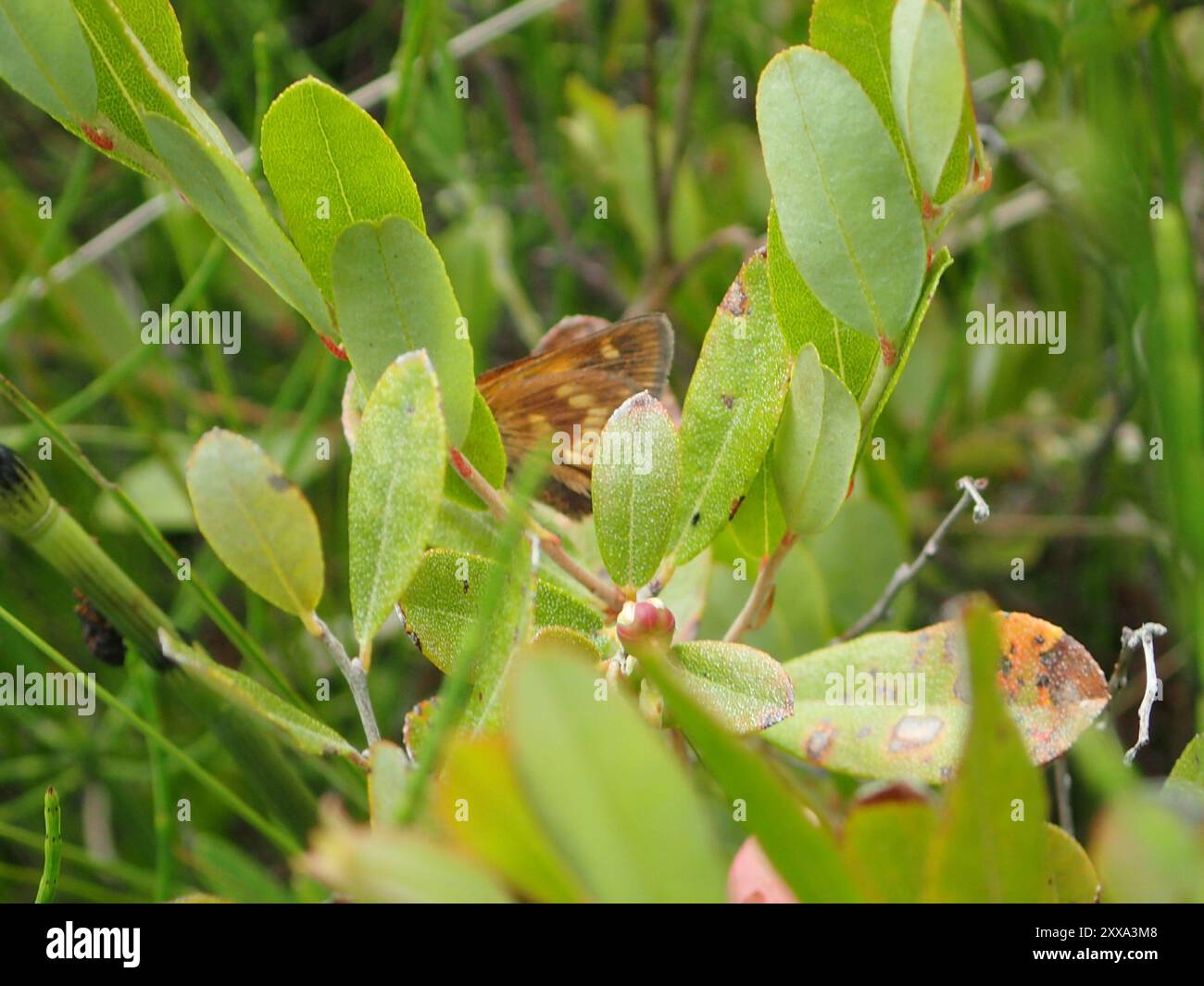 Long Dash (Polites mystic) Insecta Stock Photo - Alamy