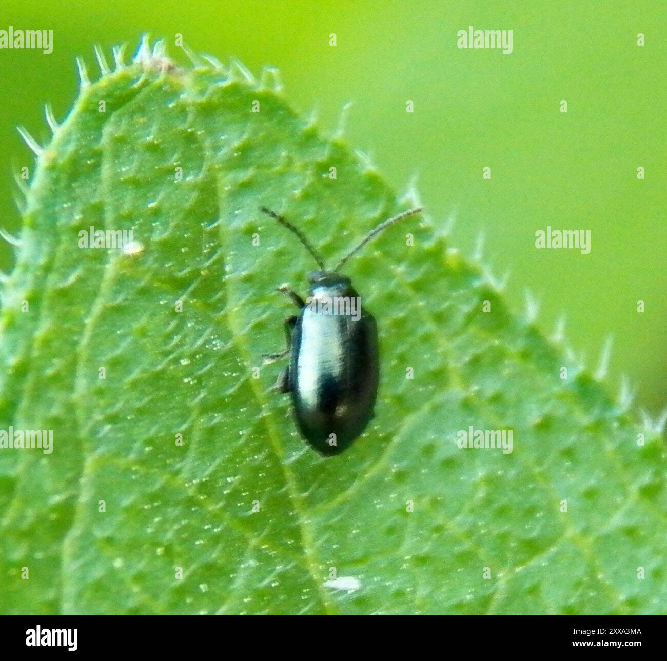 Metallic Flea Beetles (Altica) Insecta Stock Photo - Alamy