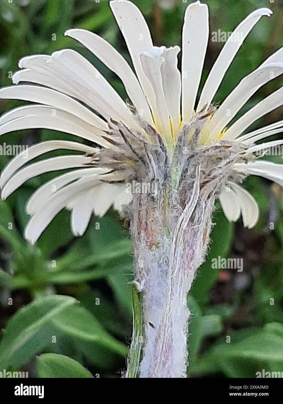 Cotton daisy (Celmisia spectabilis) Plantae Stock Photo - Alamy