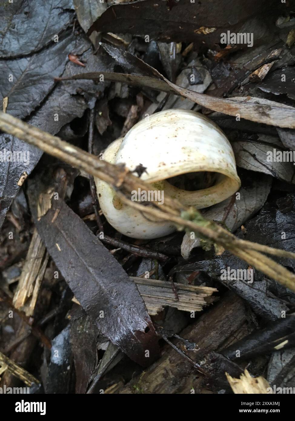 Roman Snail (Helix pomatia) Mollusca Stock Photo - Alamy