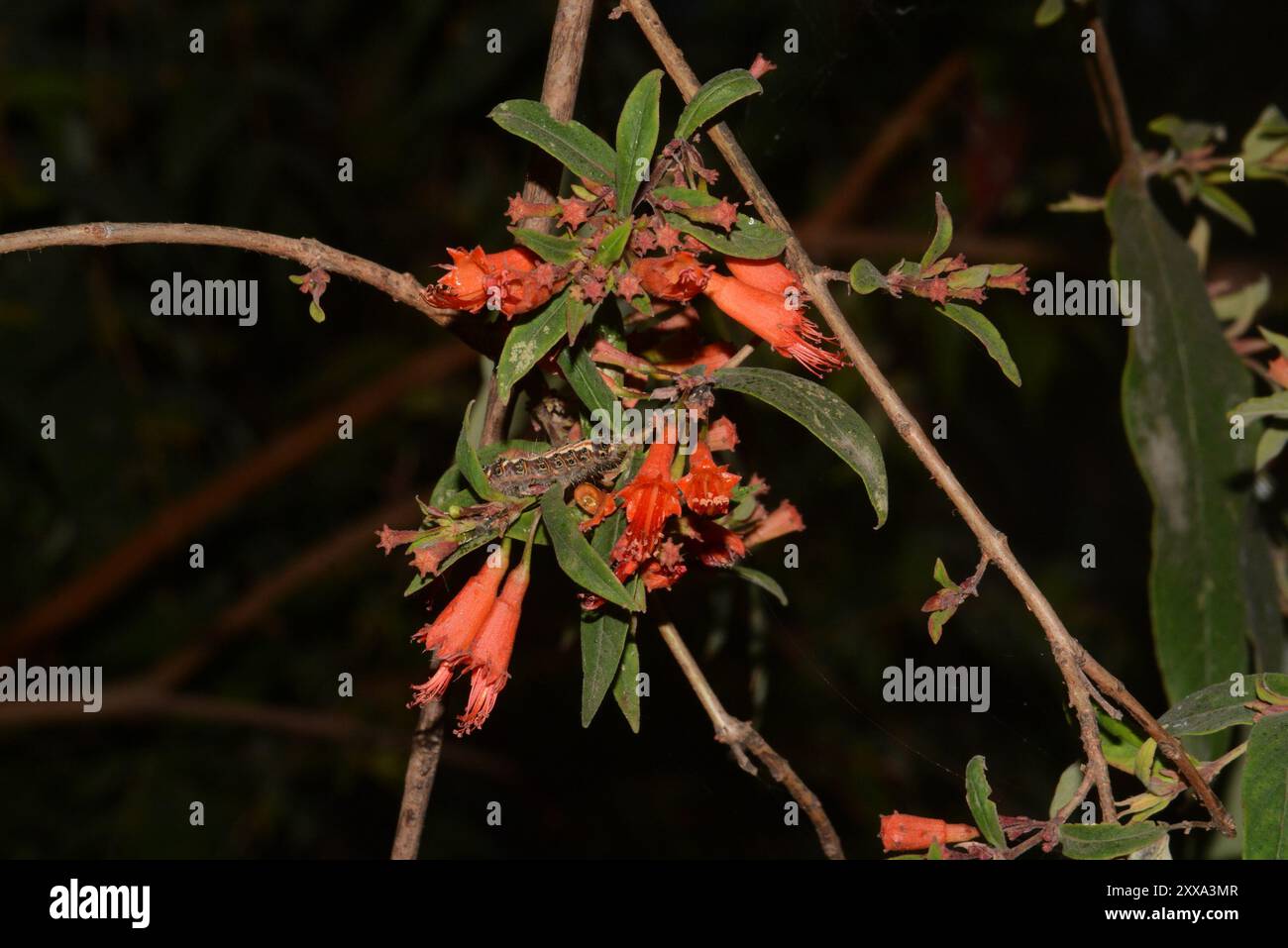 Fire-flame bush (Woodfordia fruticosa) Plantae Stock Photo - Alamy