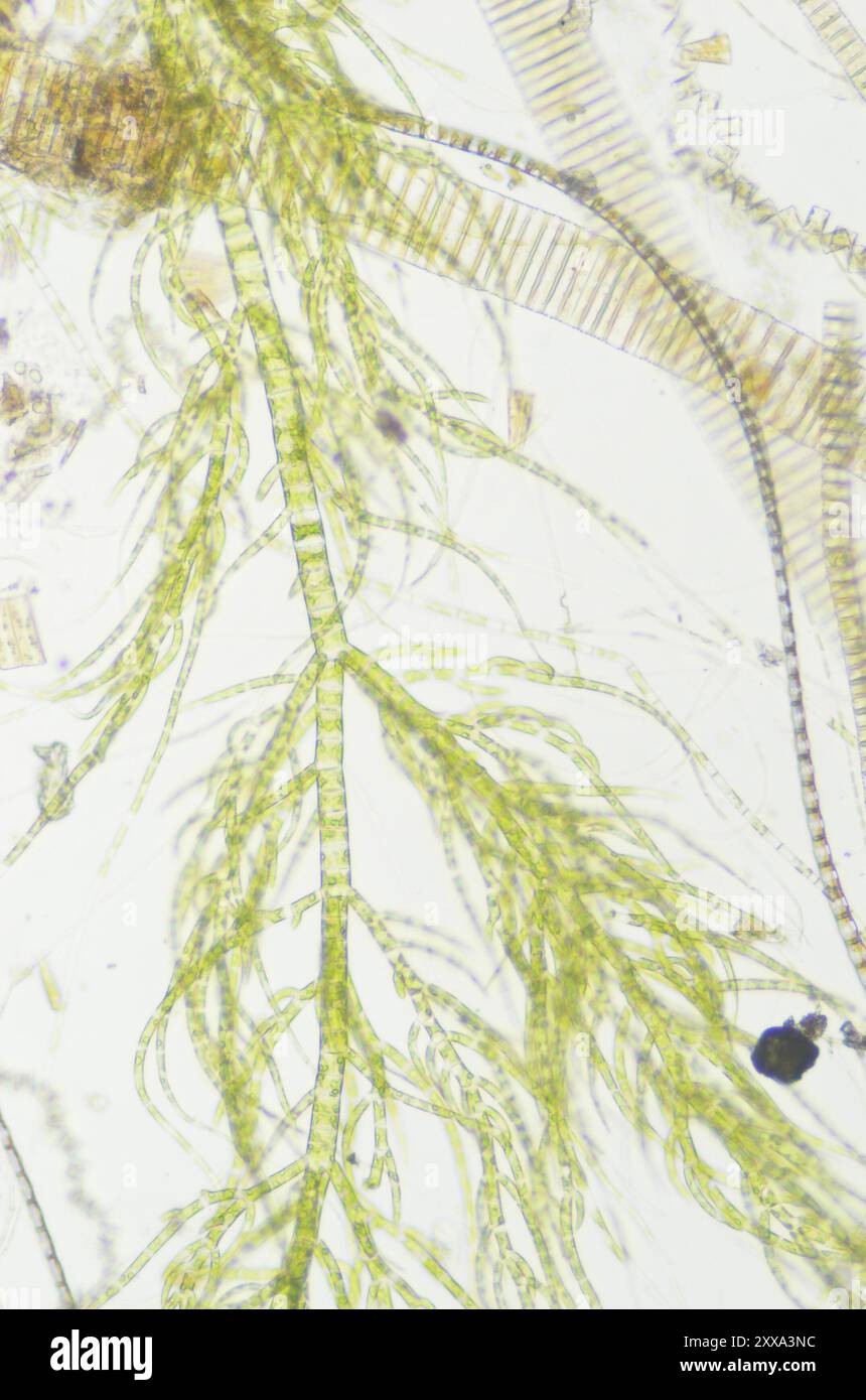 green algae (Chlorophyta) Plantae Stock Photo - Alamy