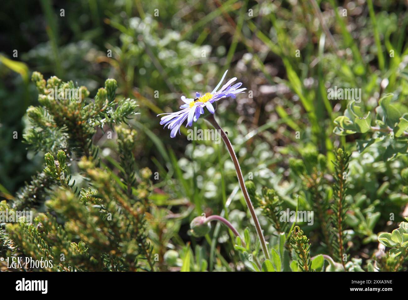 Soft Felicia (Felicia amoena) Plantae Stock Photo - Alamy