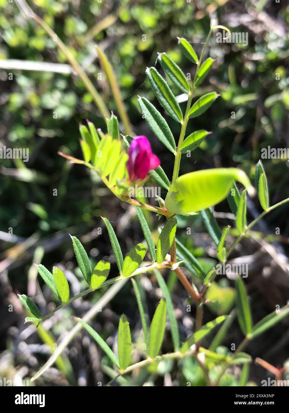 Common Vetch (Vicia sativa) Plantae Stock Photo - Alamy