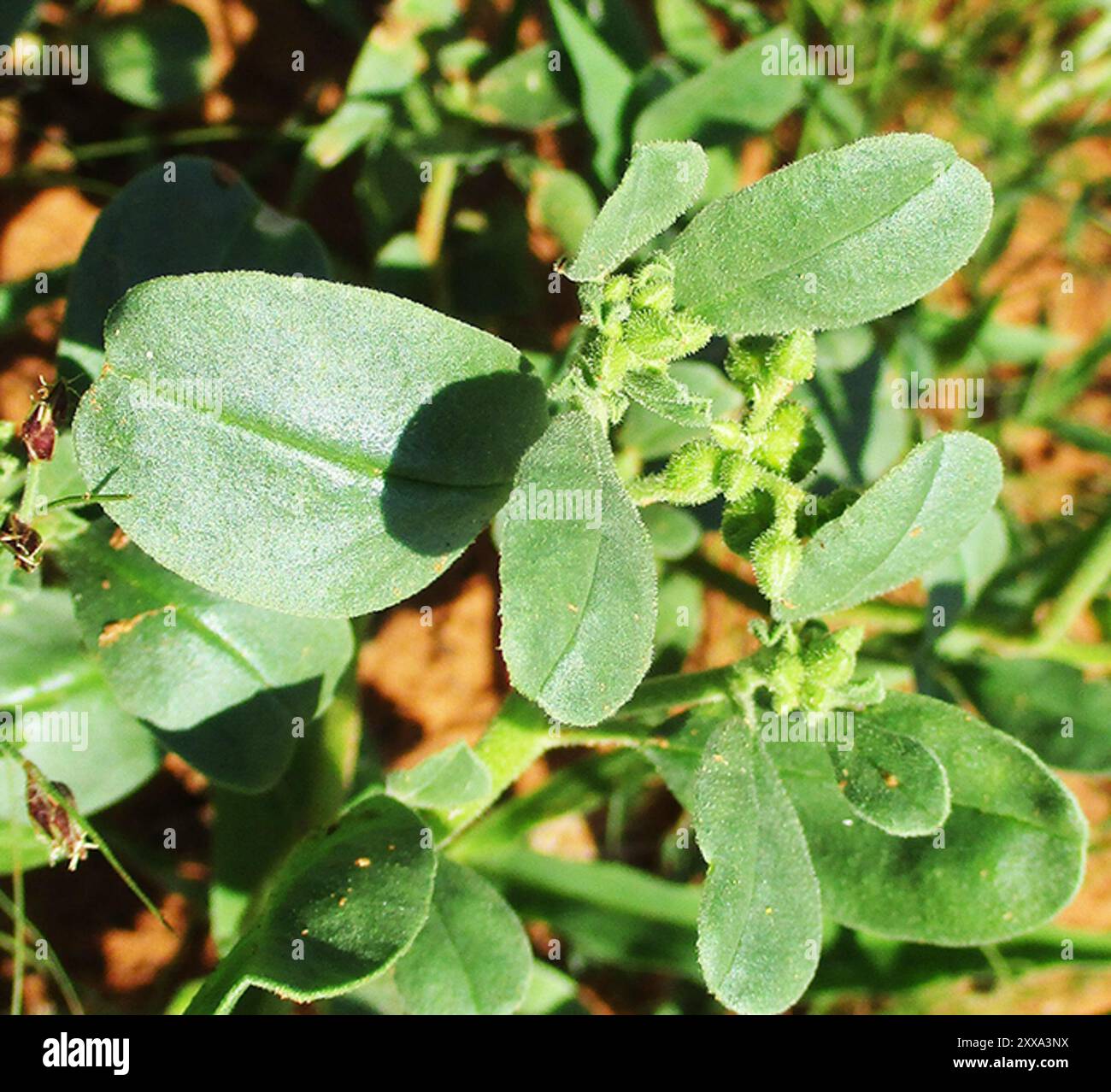 Sticky Lizardfoot (Limeum viscosum) Plantae Stock Photo - Alamy