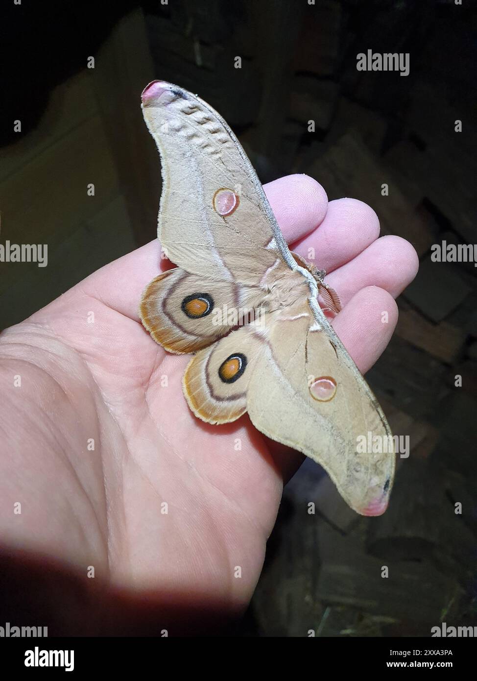 Emperor Gum Moth (Opodiphthera eucalypti) Insecta Stock Photo - Alamy
