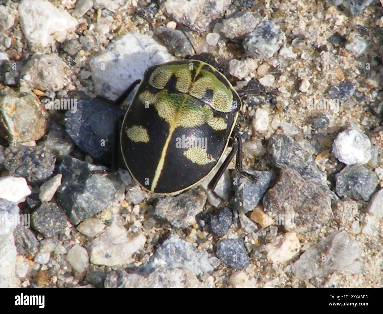 Common Voodoo Shieldbug (Deroplax silphoides) Insecta Stock Photo - Alamy