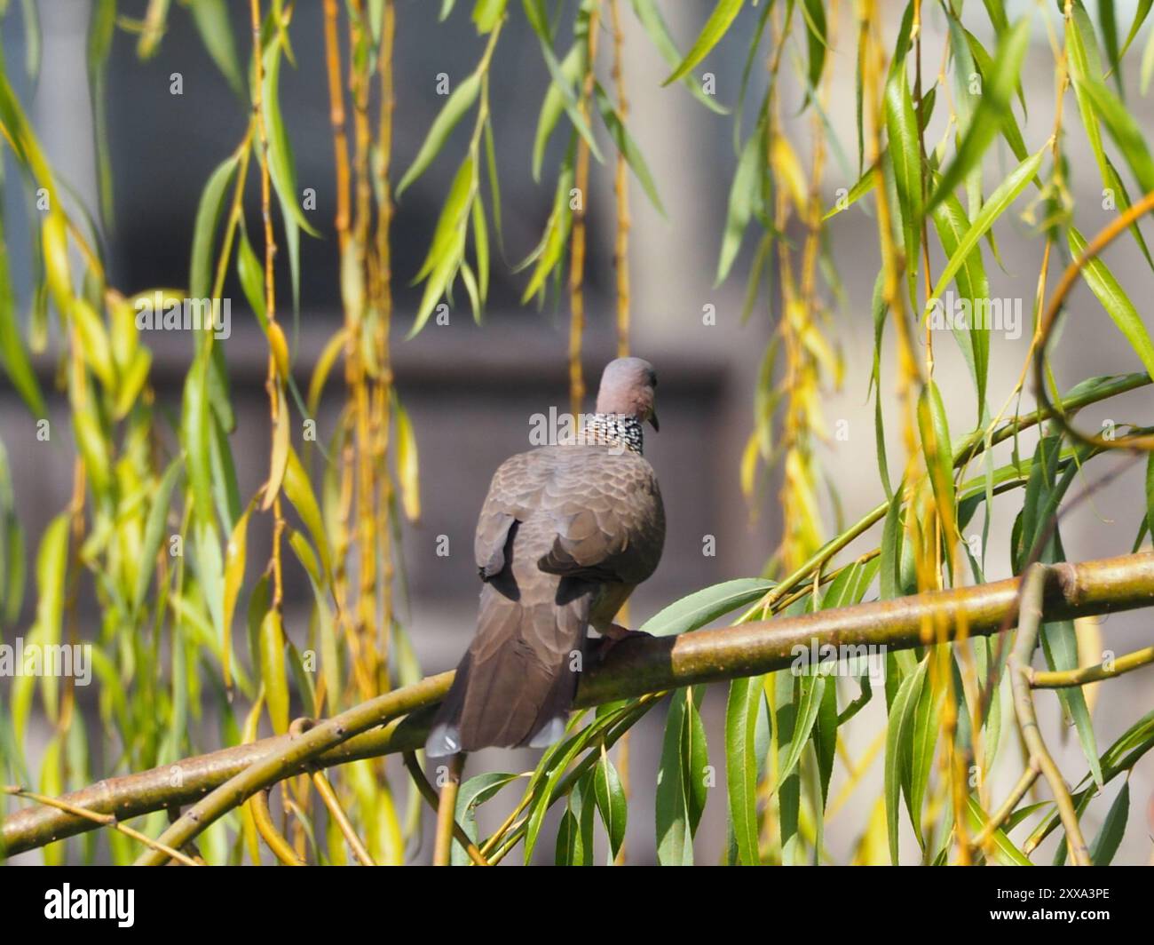 Spotted Dove (Spilopelia chinensis) Aves Stock Photo - Alamy