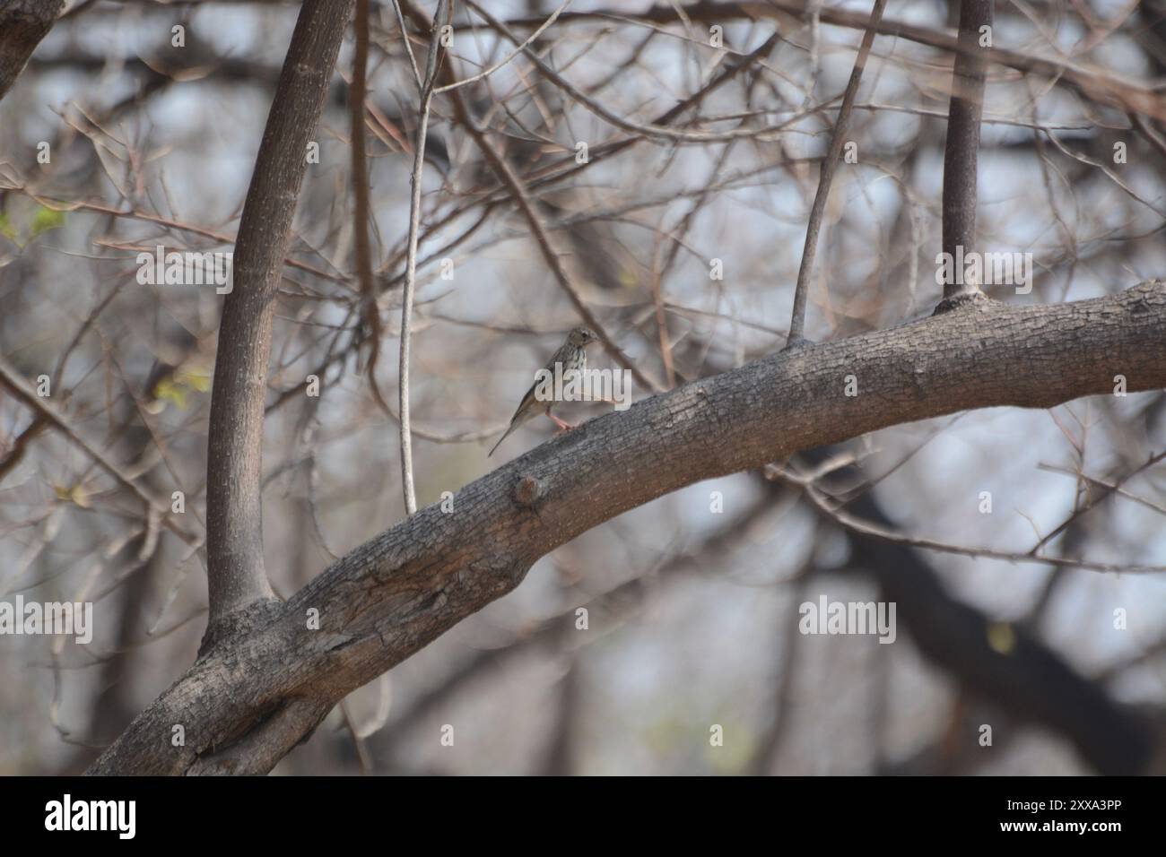 Tree Pipit (Anthus trivialis) Aves Stock Photo - Alamy