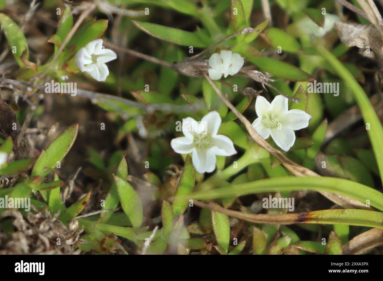 Creeping Dentella (Dentella repens) Plantae Stock Photo - Alamy