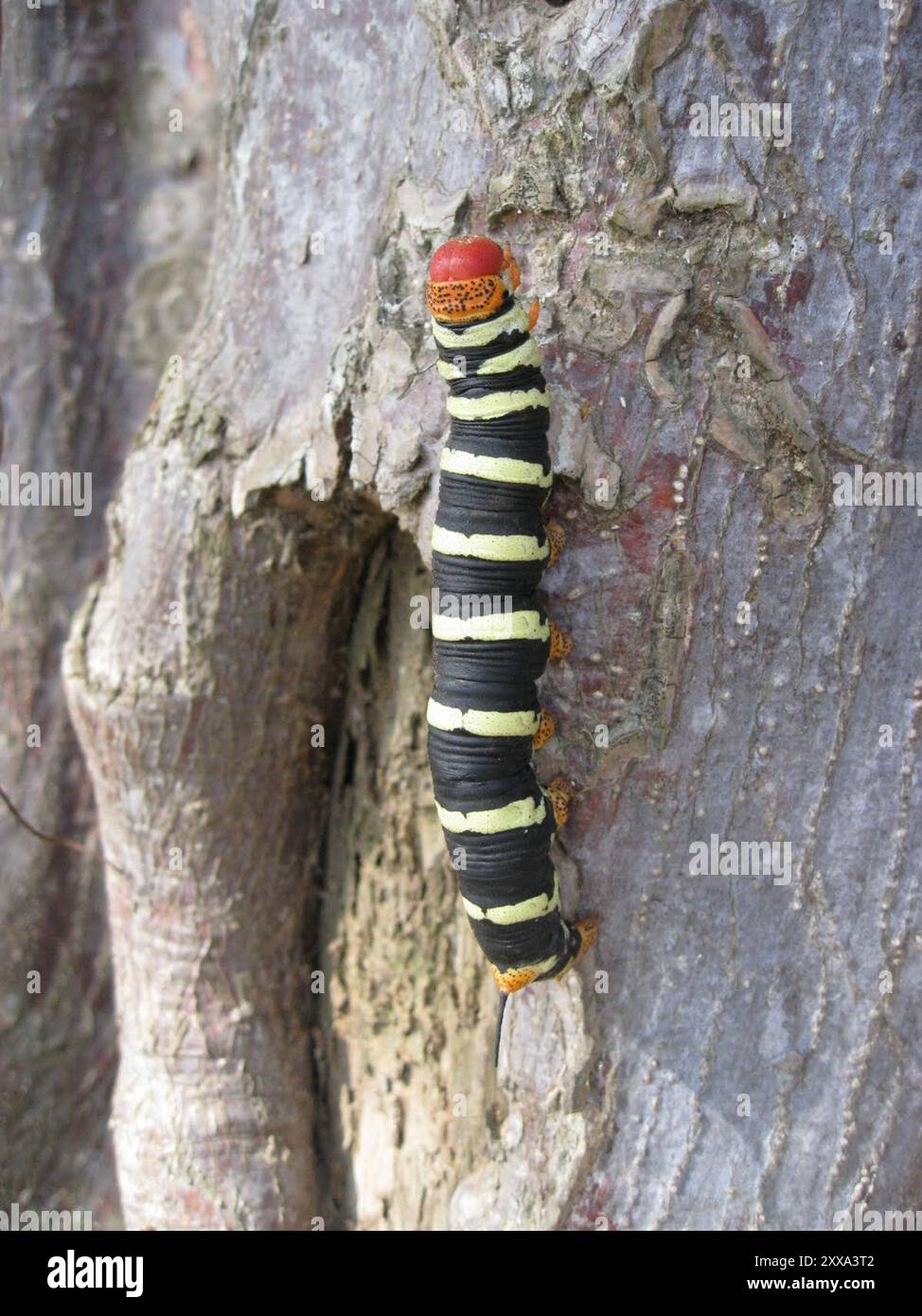 Tetrio Sphinx (Pseudosphinx tetrio) Insecta Stock Photo - Alamy