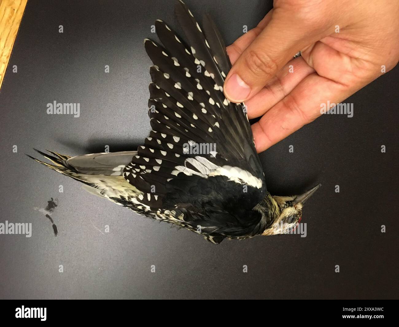 Yellow-bellied Sapsucker (Sphyrapicus varius) Aves Stock Photo - Alamy