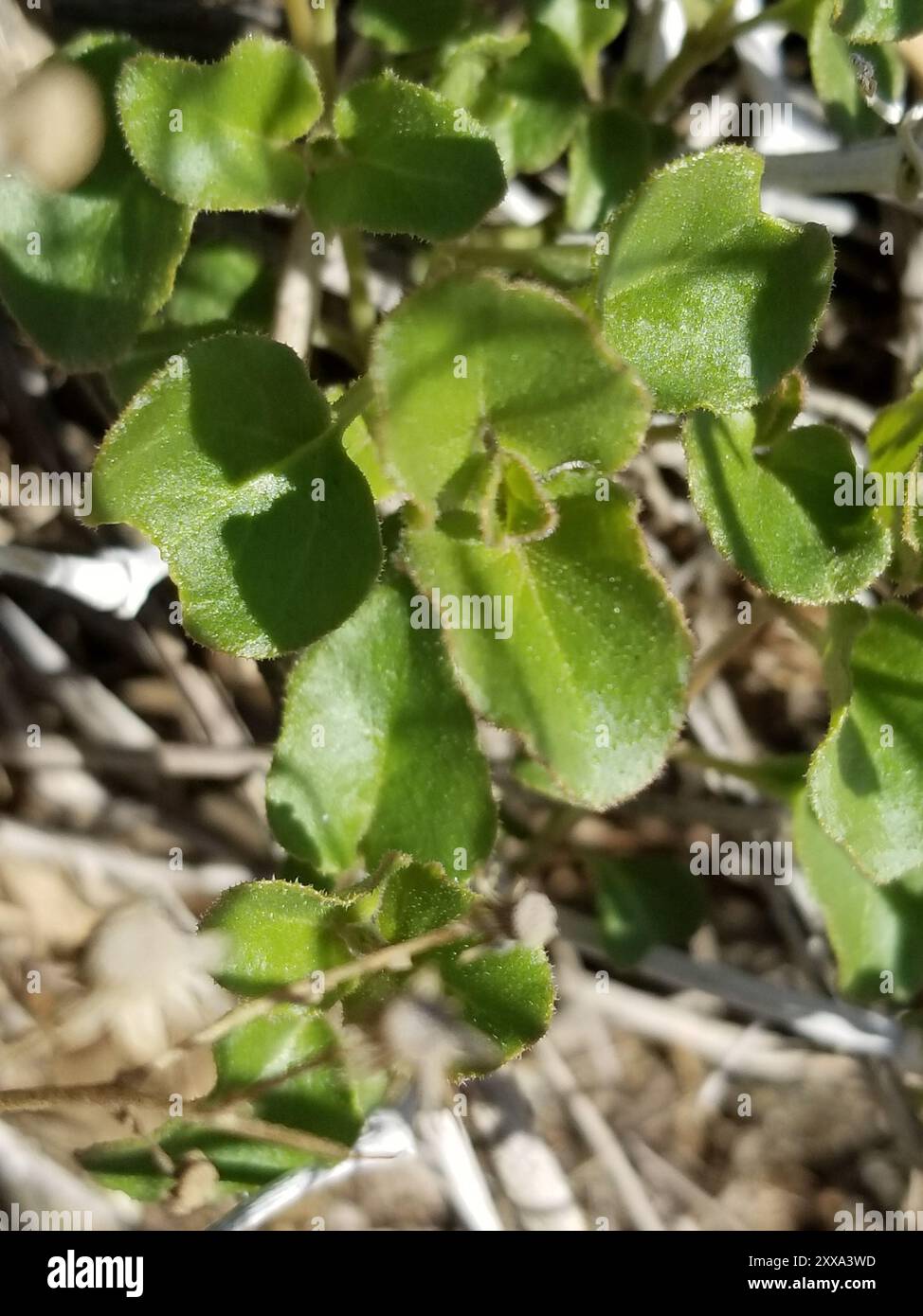 Wishbone Bush (Mirabilis laevis) Plantae Stock Photo - Alamy