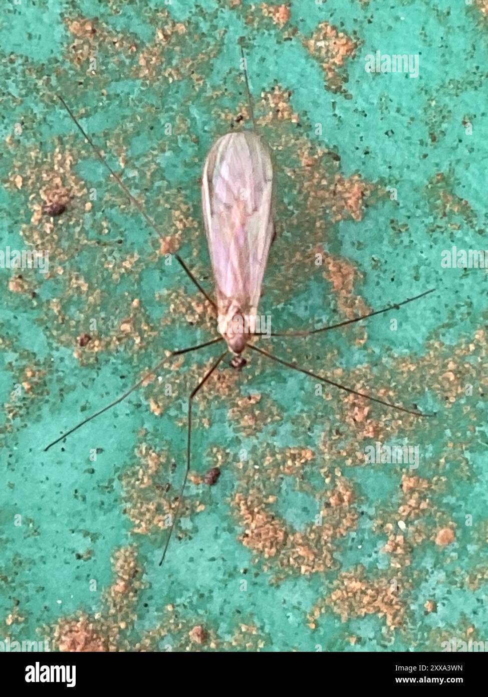 Non-biting Midges (Chironomidae) Insecta Stock Photo - Alamy