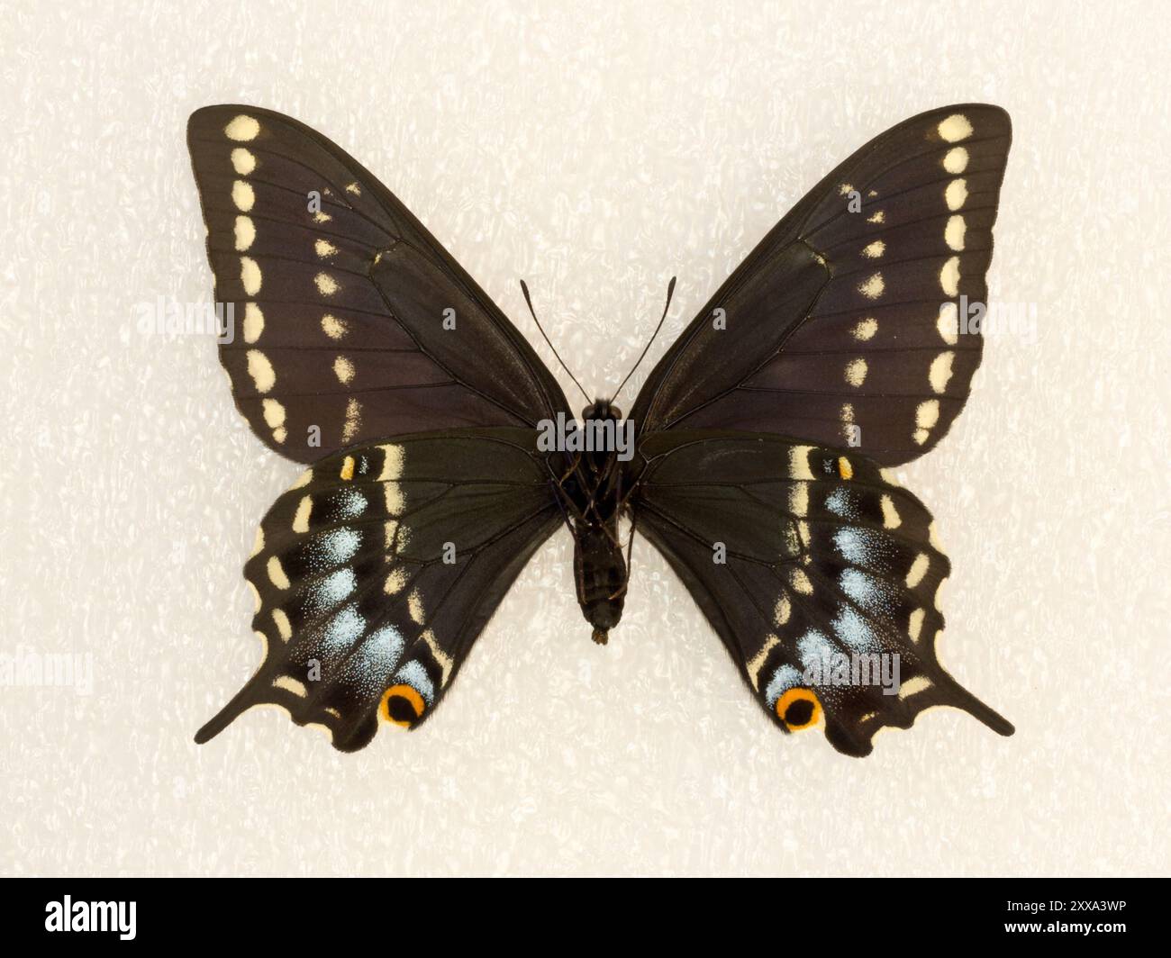 Indra Swallowtail (Papilio indra) Insecta Stock Photo - Alamy