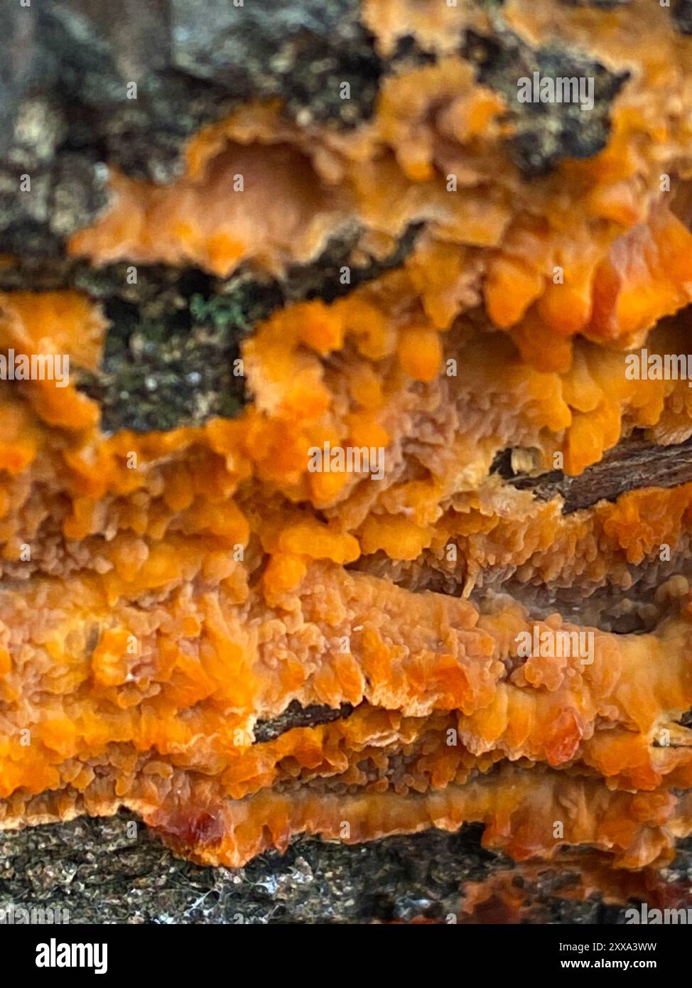 Wrinkled Crust (Phlebia radiata) Fungi Stock Photo - Alamy