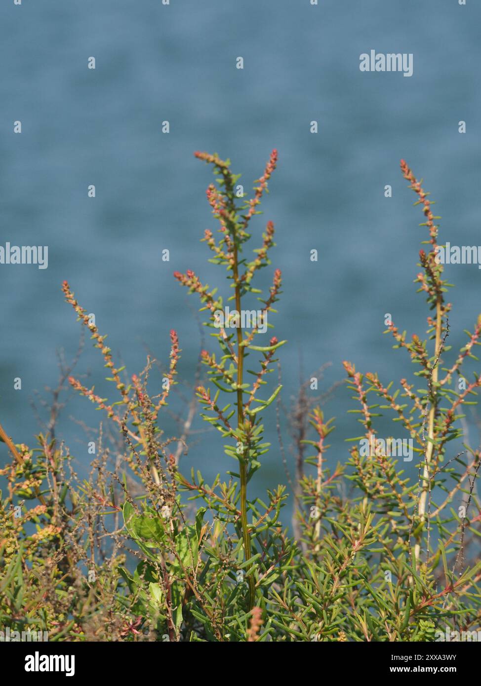 Herbaceous Seepweed (Suaeda maritima) Plantae Stock Photo - Alamy