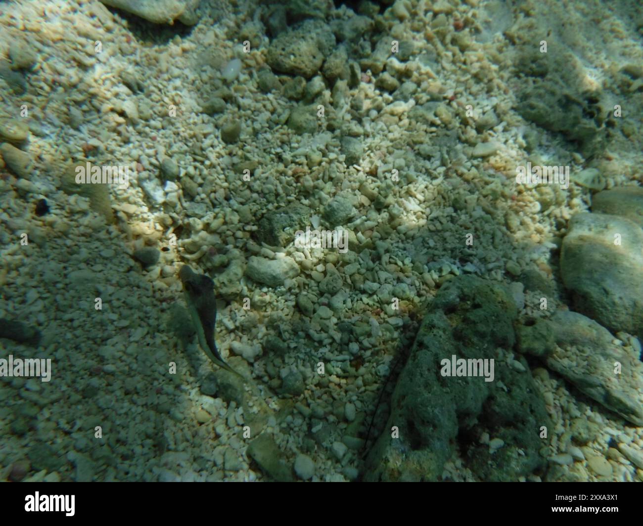 Caribbean Sharpnose Puffer (Canthigaster rostrata) Actinopterygii Stock ...