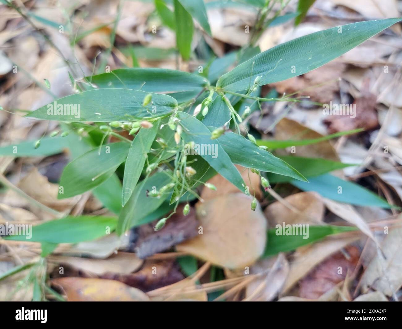 variable witchgrass (Dichanthelium commutatum) Plantae Stock Photo - Alamy