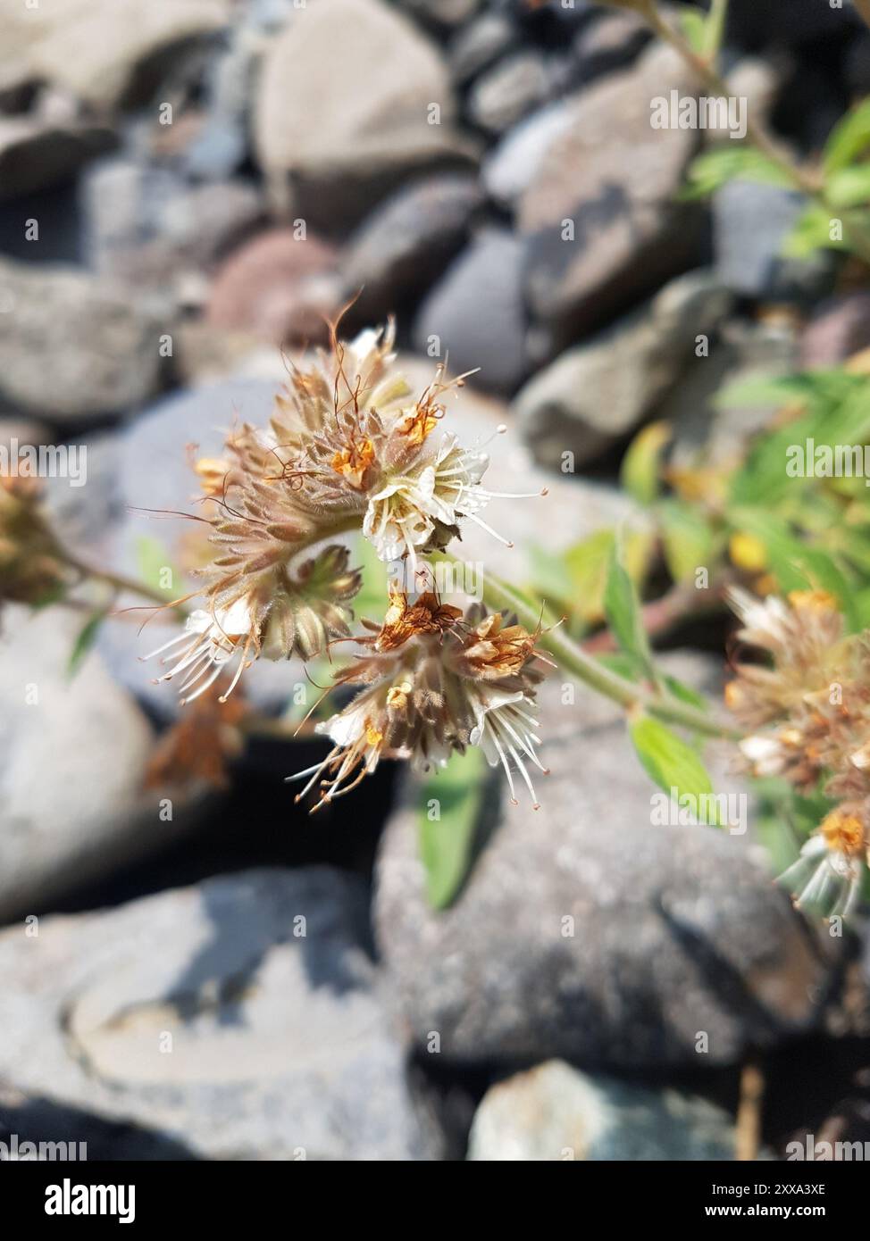 Scorpionweeds (Phacelia) Plantae Stock Photo - Alamy