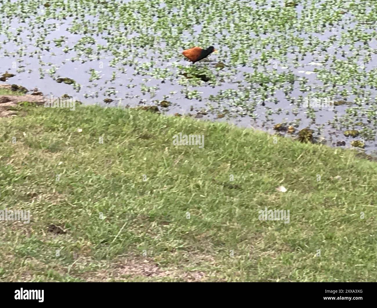 Wattled Jacana (Jacana jacana) Aves Stock Photo - Alamy
