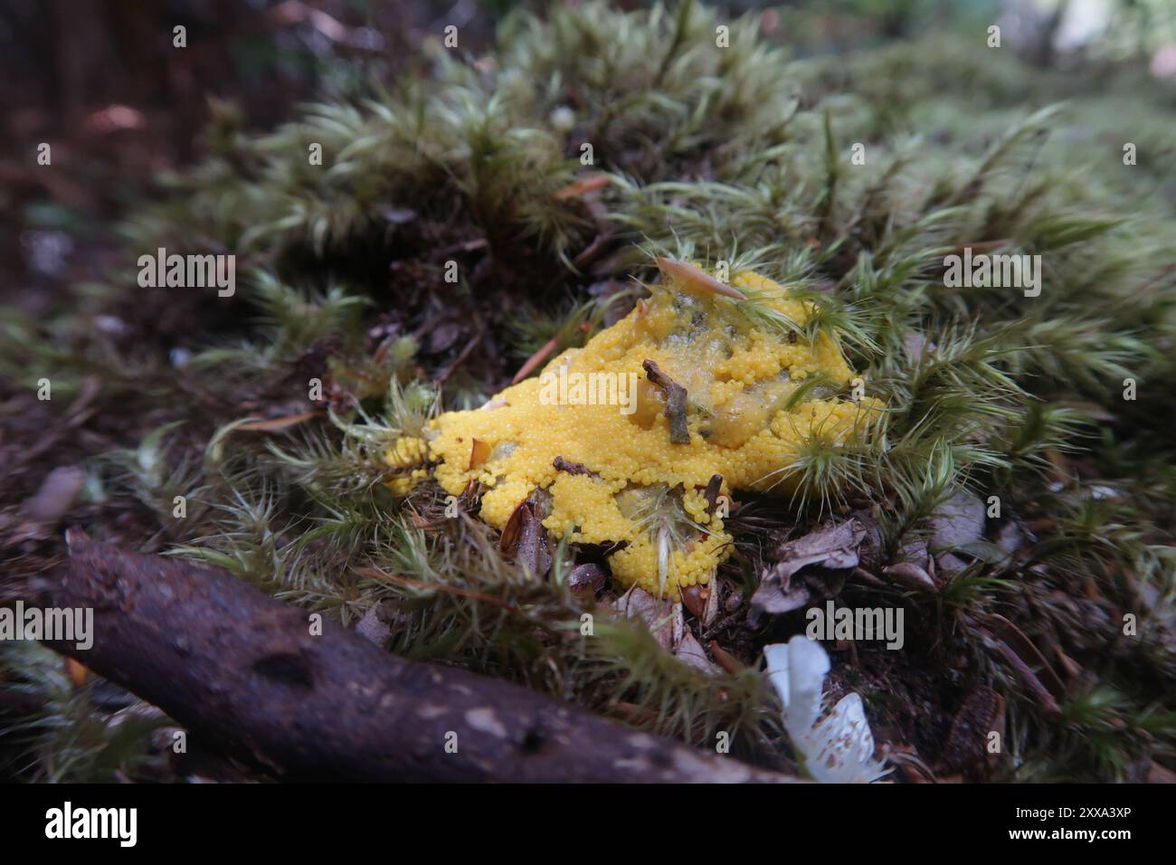 true slime molds (Myxomycetes) Protozoa Stock Photo - Alamy