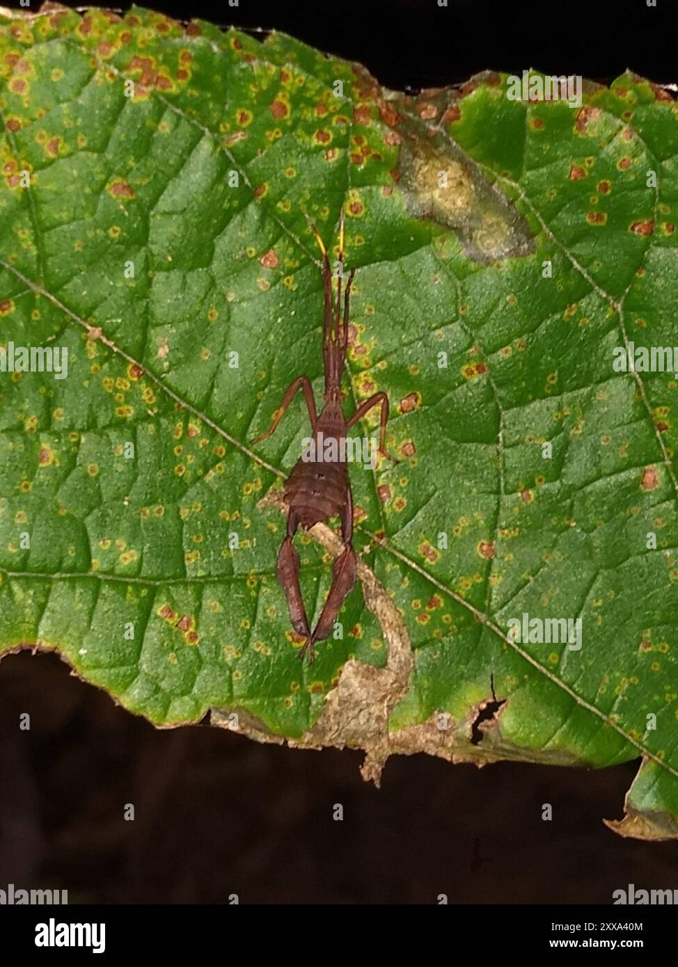 Spine-headed Bugs (Acanthocephala) Insecta Stock Photo - Alamy