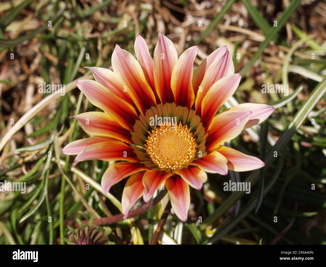 Garden Treasure Flower (Gazania × splendens) Plantae Stock Photo - Alamy