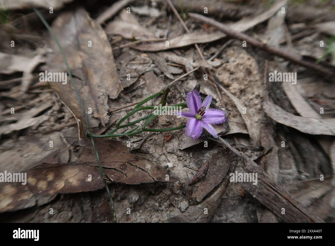 Fringe lily hi-res stock photography and images - Alamy