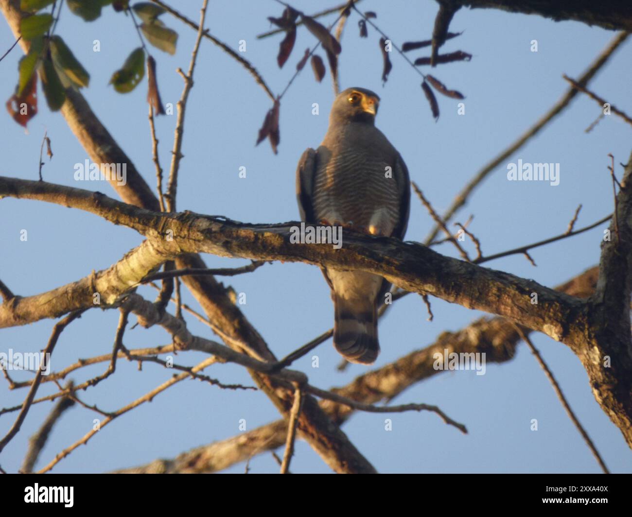 Roadside Hawk (Rupornis magnirostris) Aves Stock Photo - Alamy