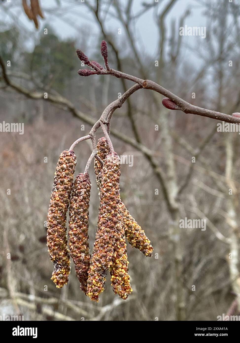 smooth alder (Alnus serrulata) Plantae Stock Photo - Alamy