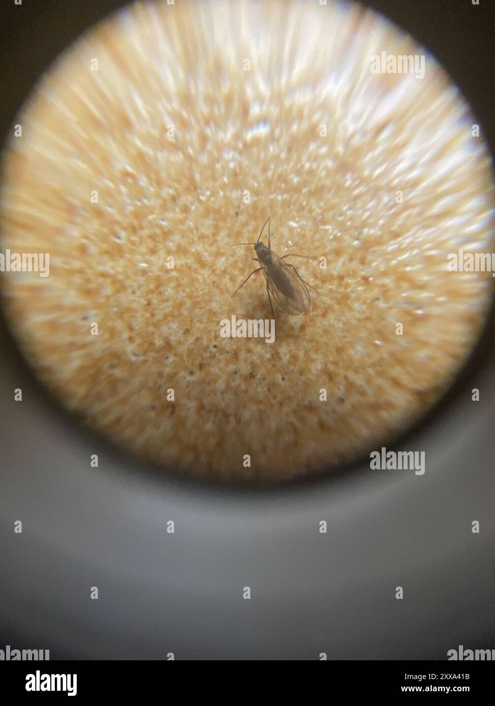 Fungus Gnats and Gall Midges (Sciaroidea) Insecta Stock Photo - Alamy