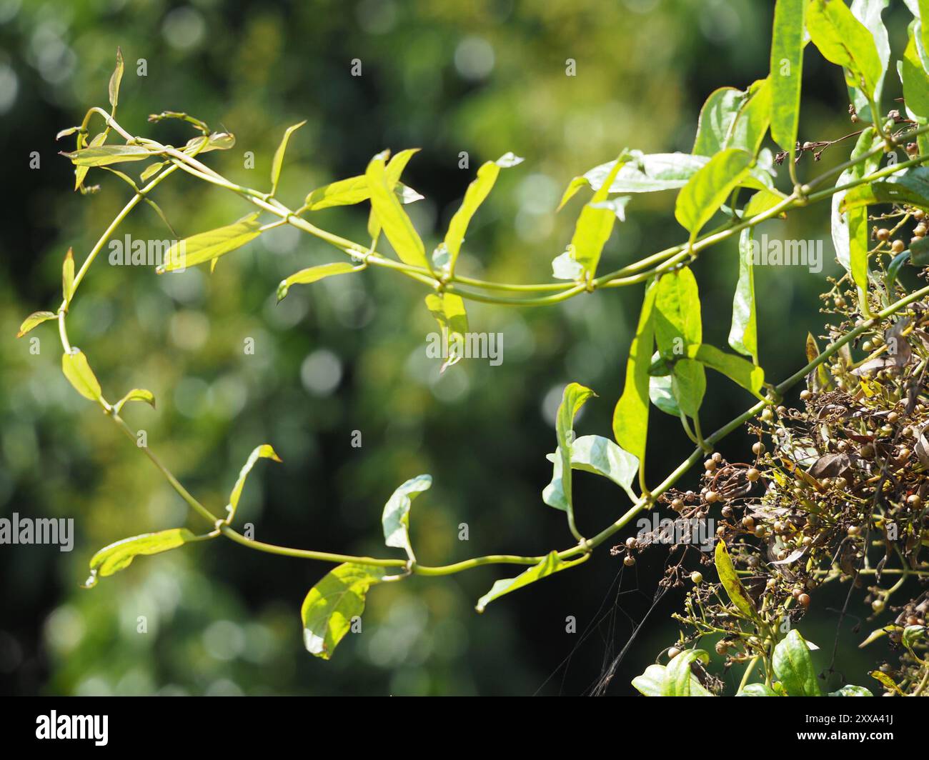 skunk vine (Paederia foetida) Plantae Stock Photo - Alamy