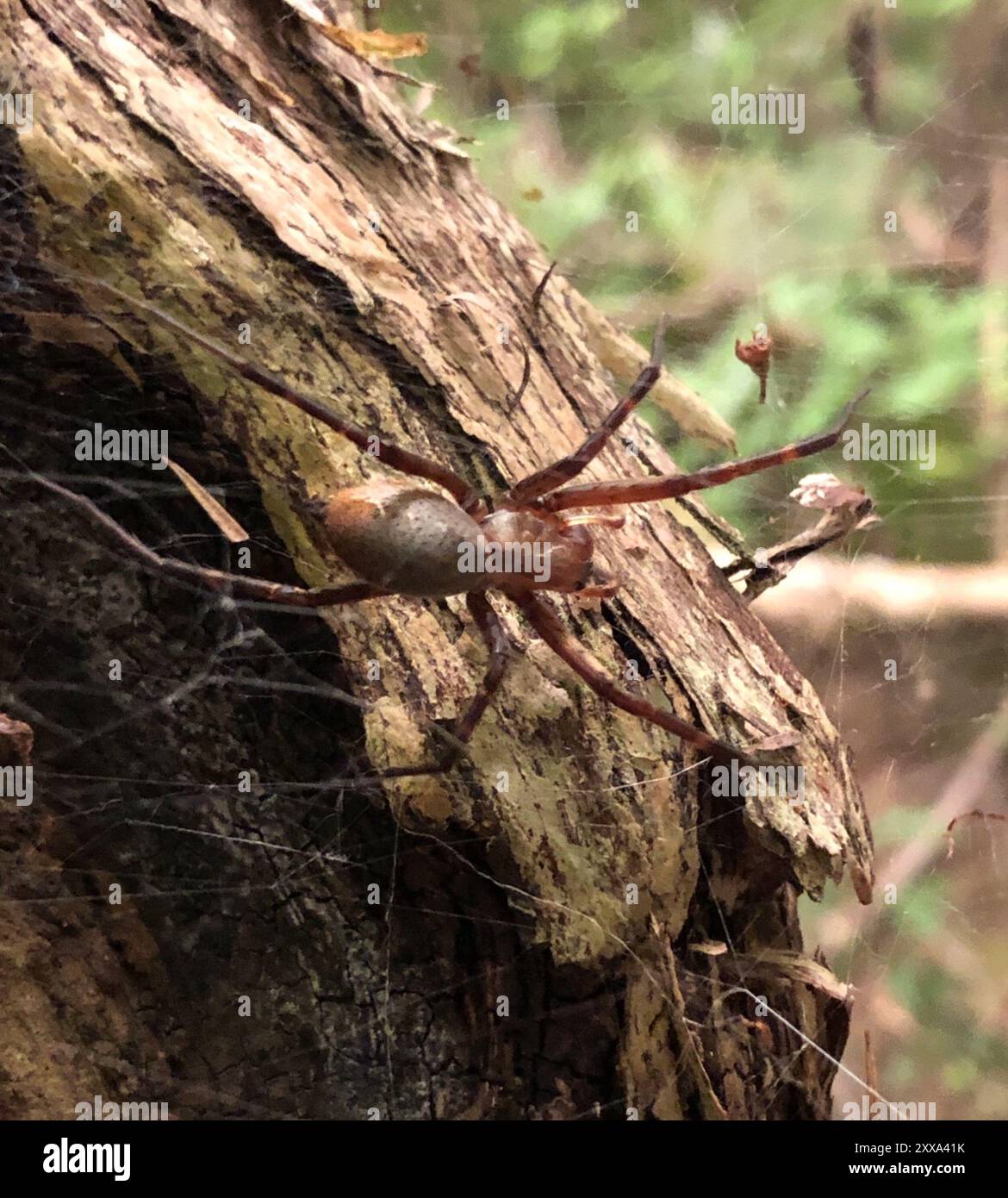 Sheetweb Spiders (Cambridgea) Arachnida Stock Photo - Alamy