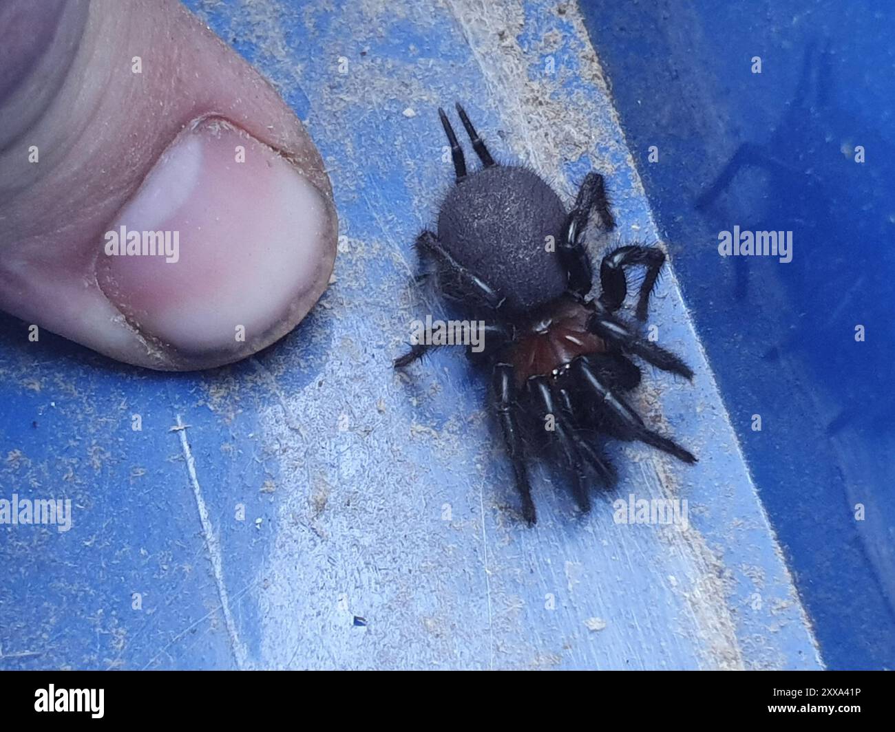 Black Tunnelweb Spider (Porrhothele antipodiana) Arachnida Stock Photo ...