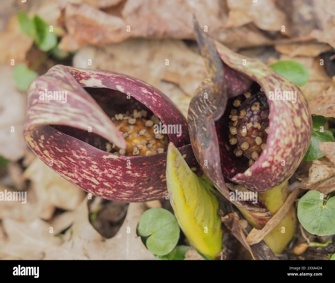 Eastern Skunk Cabbage (Symplocarpus foetidus) Plantae Stock Photo - Alamy
