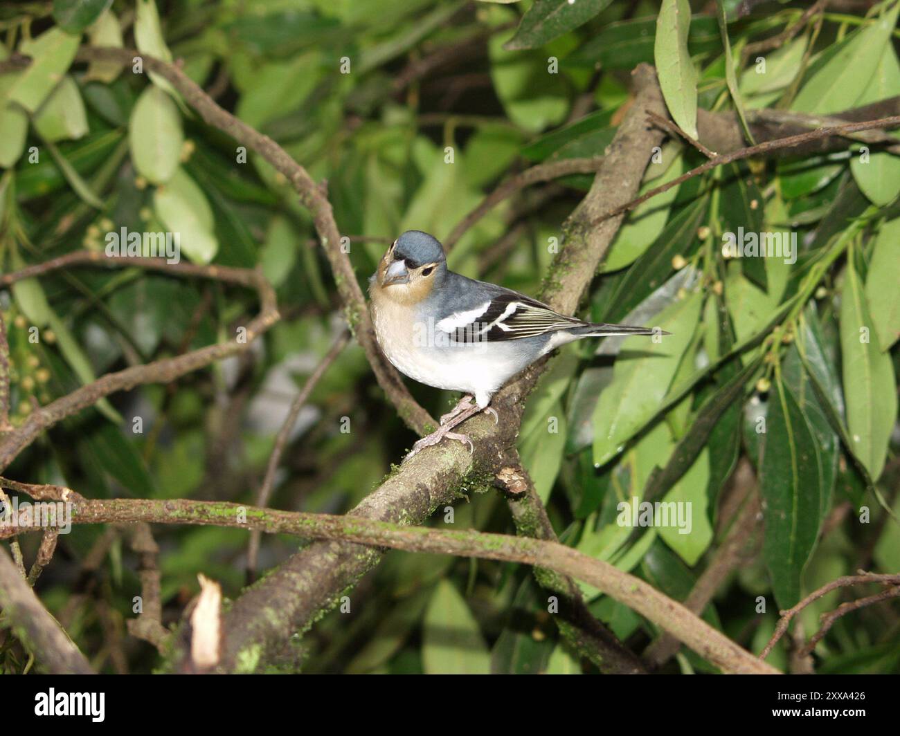 Fringilla canariensis hi-res stock photography and images - Alamy