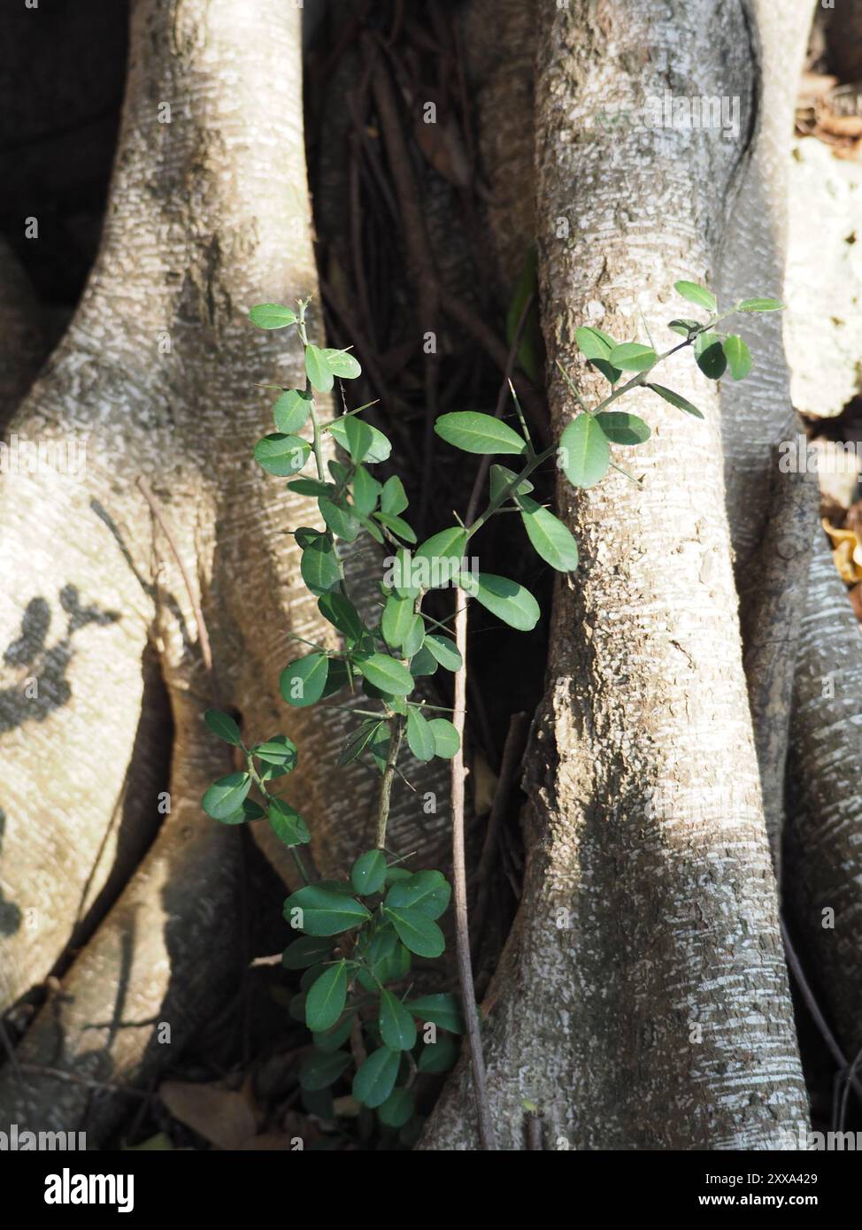 Chinese box-orange (Atalantia buxifolia) Plantae Stock Photo - Alamy